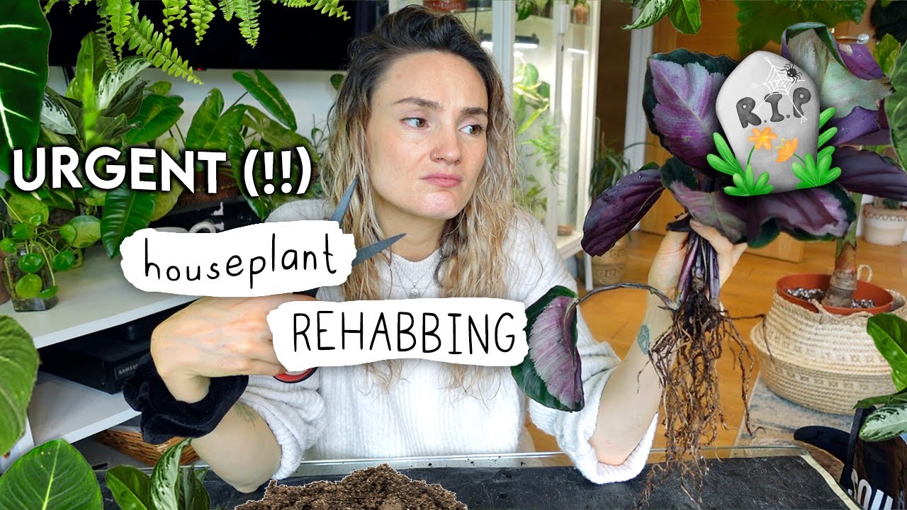 Saving DYING Plants + BBC Gardeners' World Growth Comparison 🌱 - YouTube
