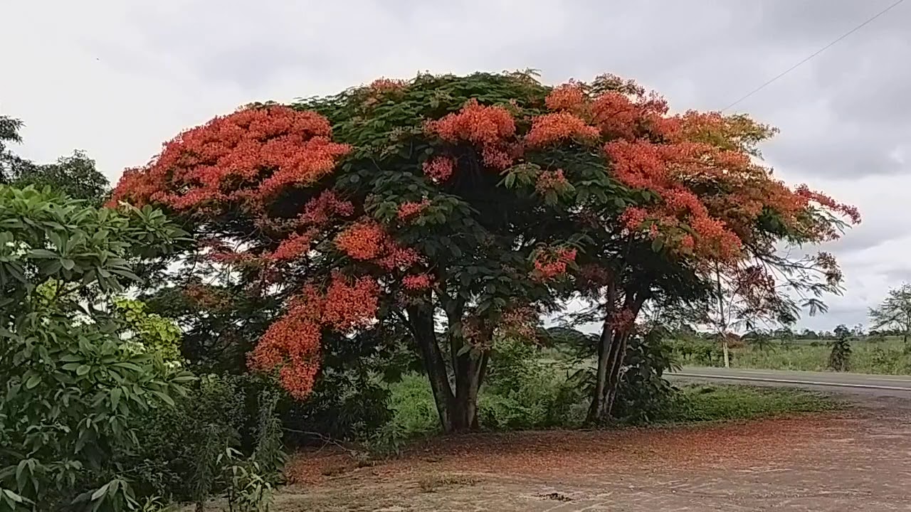 Delonix Regia, Tabachin o Árbol de fuego. - YouTube