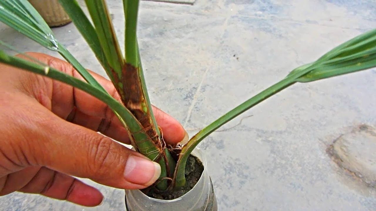 Dwarf Date Palm Bonsai