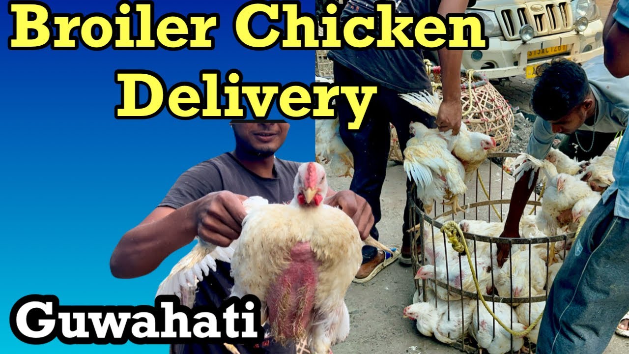 Broiler Chicken Delivery from Farm || Selling to Chicken Shop || Chiken ...