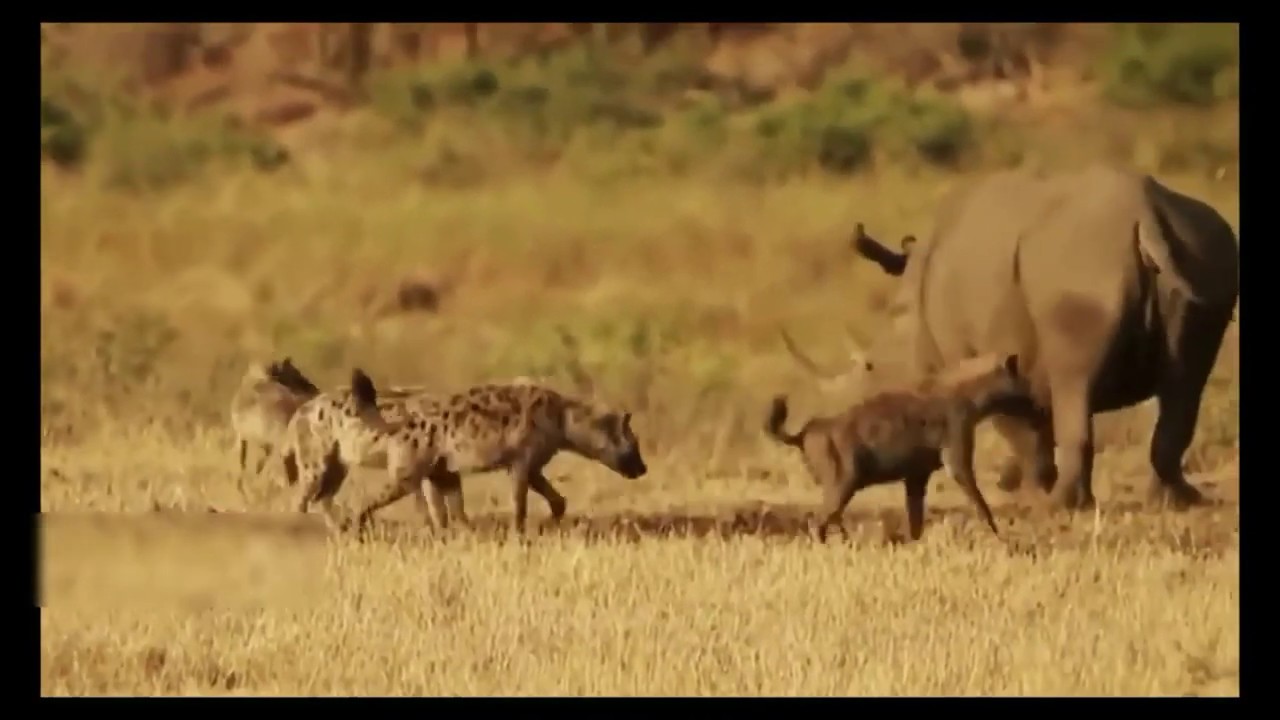 animals attacking other animals অন্যান্য প্রাণী আক্রমণ প্রাণী - YouTube