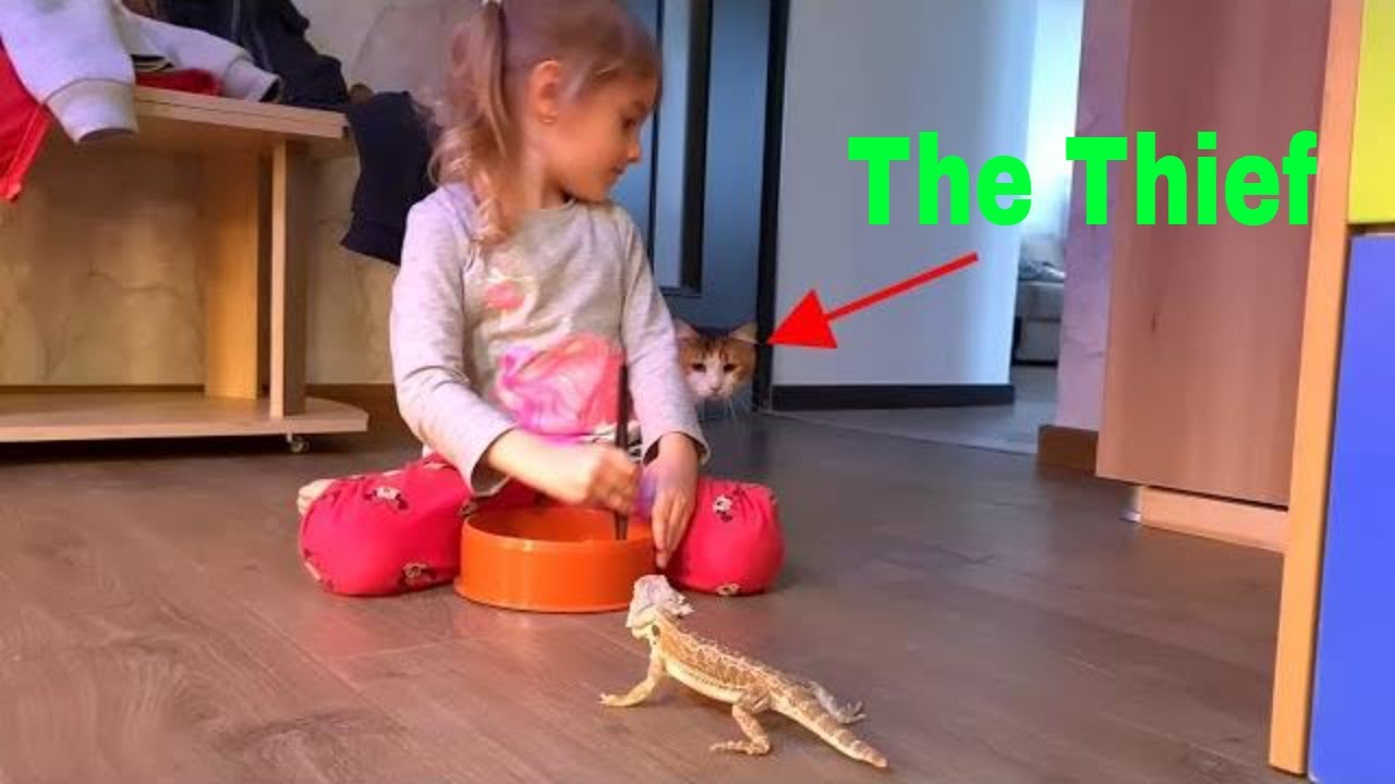 Feeding Bearded Dragon/Agama cu Barba. Teo&Dino - YouTube