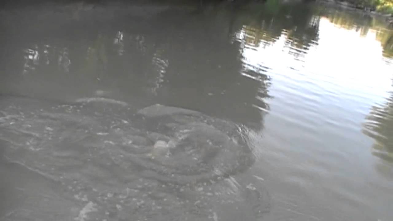 Friday the 13th Alligator Gar 7 foot River Monster *** Alligator Gar ...