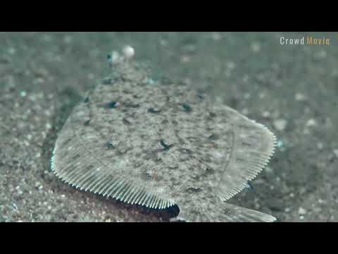 [수중촬영] Discover the Wonders of the Righteye Flounder: Master of ...