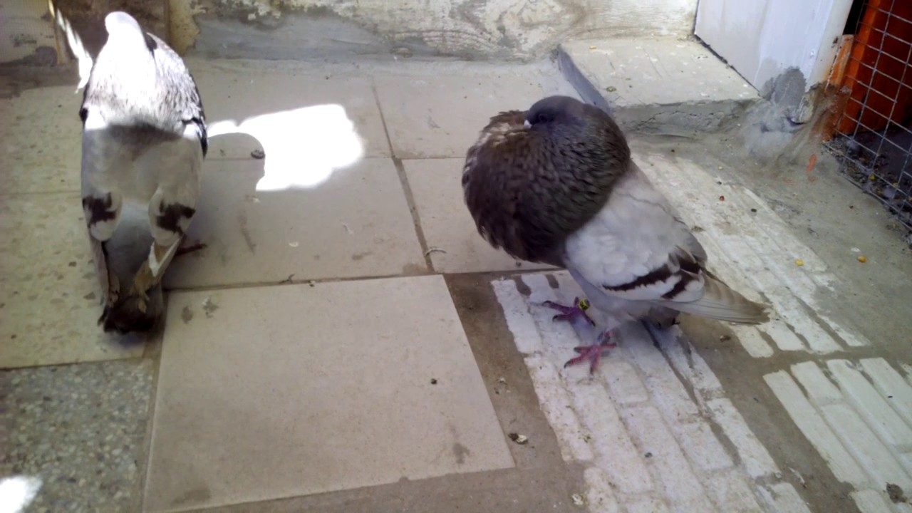 Palomas buchonas gaditano pareja perla ..los champion ...estupendos ...