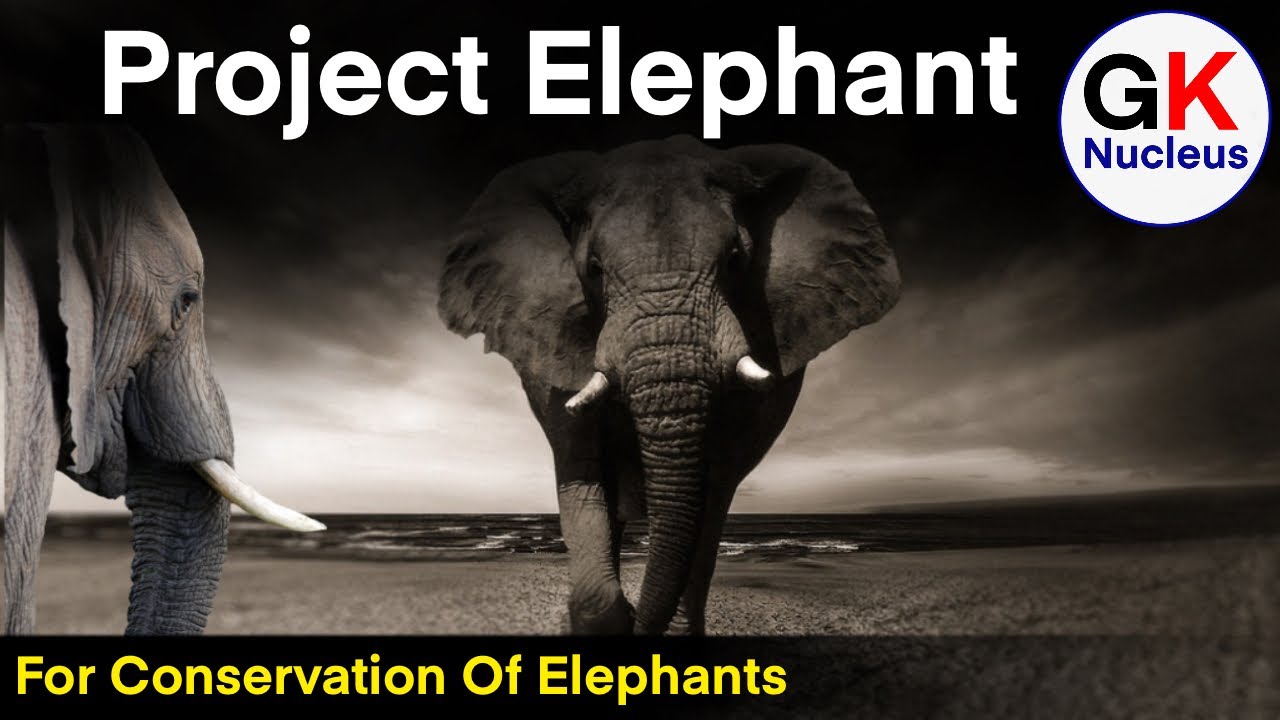 All About Project Elephant ? For The Conservation Of Elephants ...