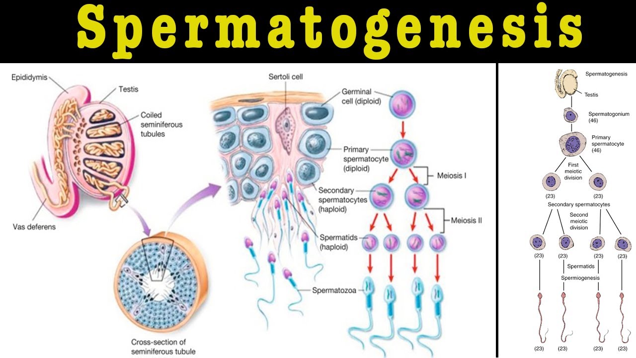 spermatogenesis I spermatogenesis class 12 I spermatogenesis physiology ...