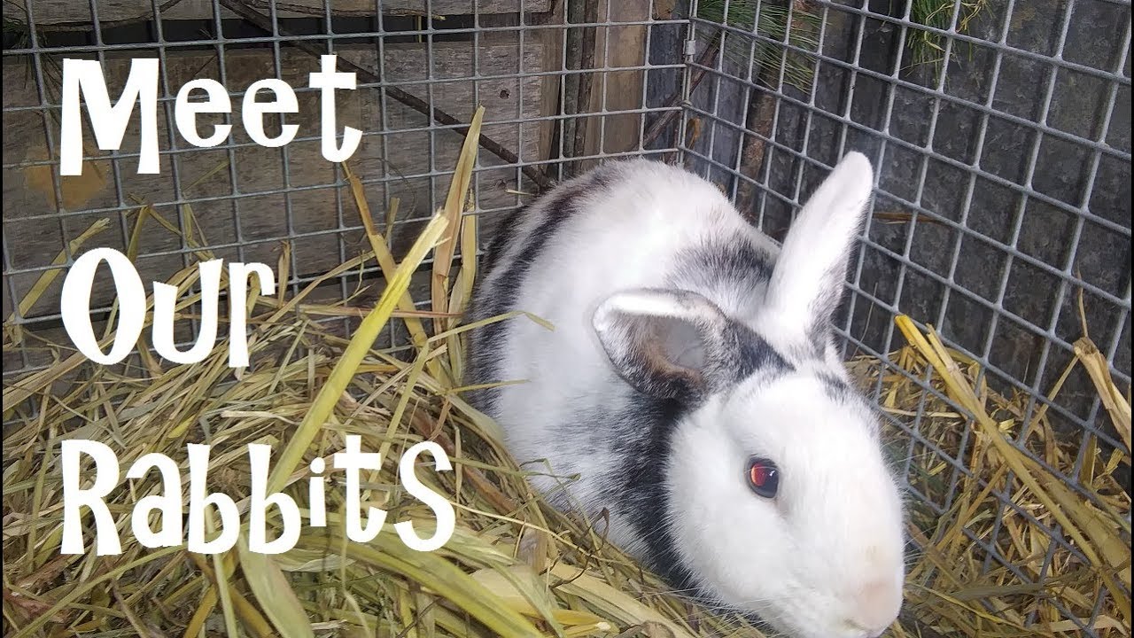 Our Rabbits| Magpie Harlequin and California Meat Rabbits - YouTube