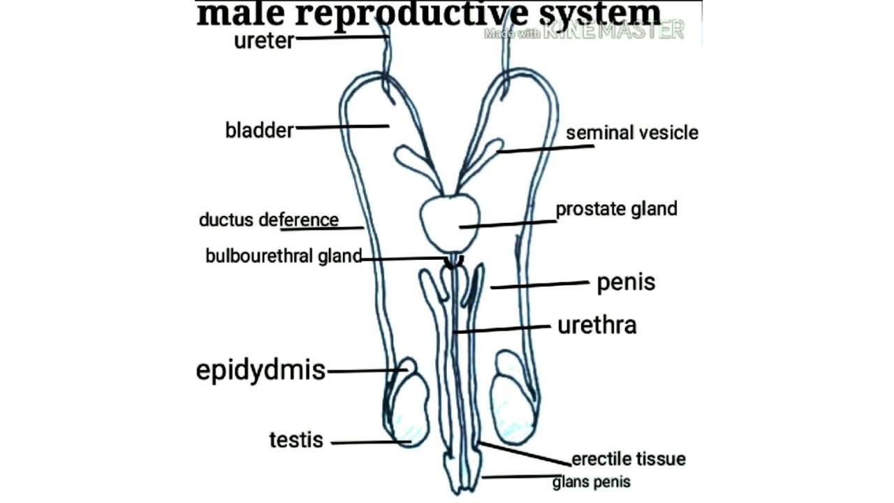 Male reproductive system/how to draw male reproductive system/draw male ...