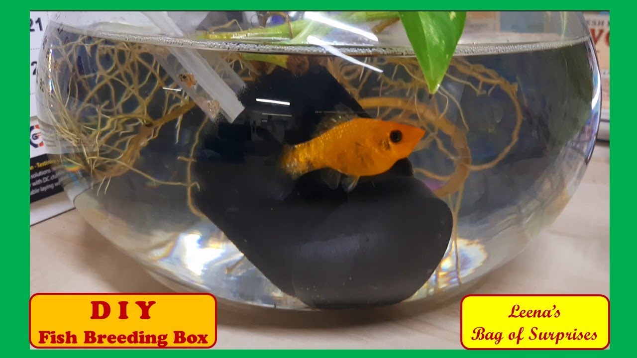 DIY Home made Fish Breeding box | Molly & Platy fish giving Birth ...