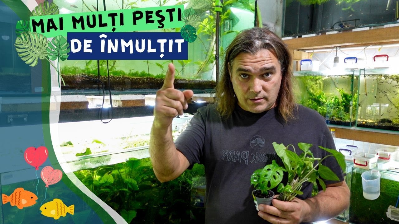 Vlog #27 | Pesti noi de matca si mini experiment cu plante - YouTube