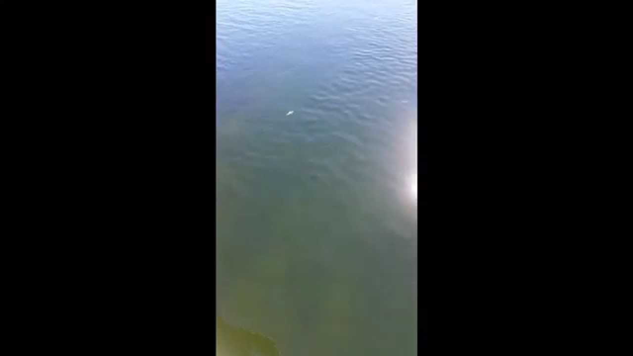 Otra laks, stim- Sone 1. 2015 - YouTube