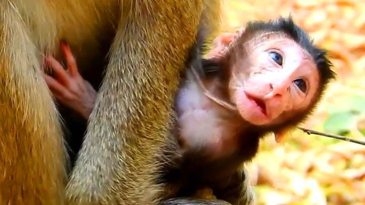 Deeply miserable newborn baby monkey struggle to hug mom - YouTube