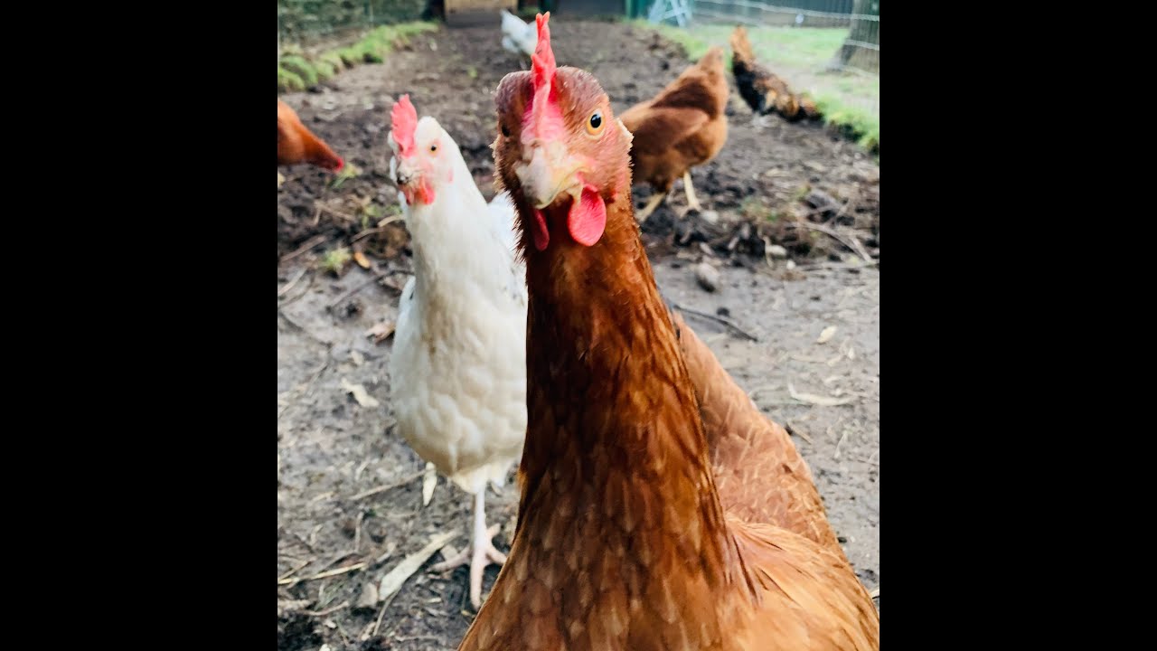Drôles de poules! - YouTube