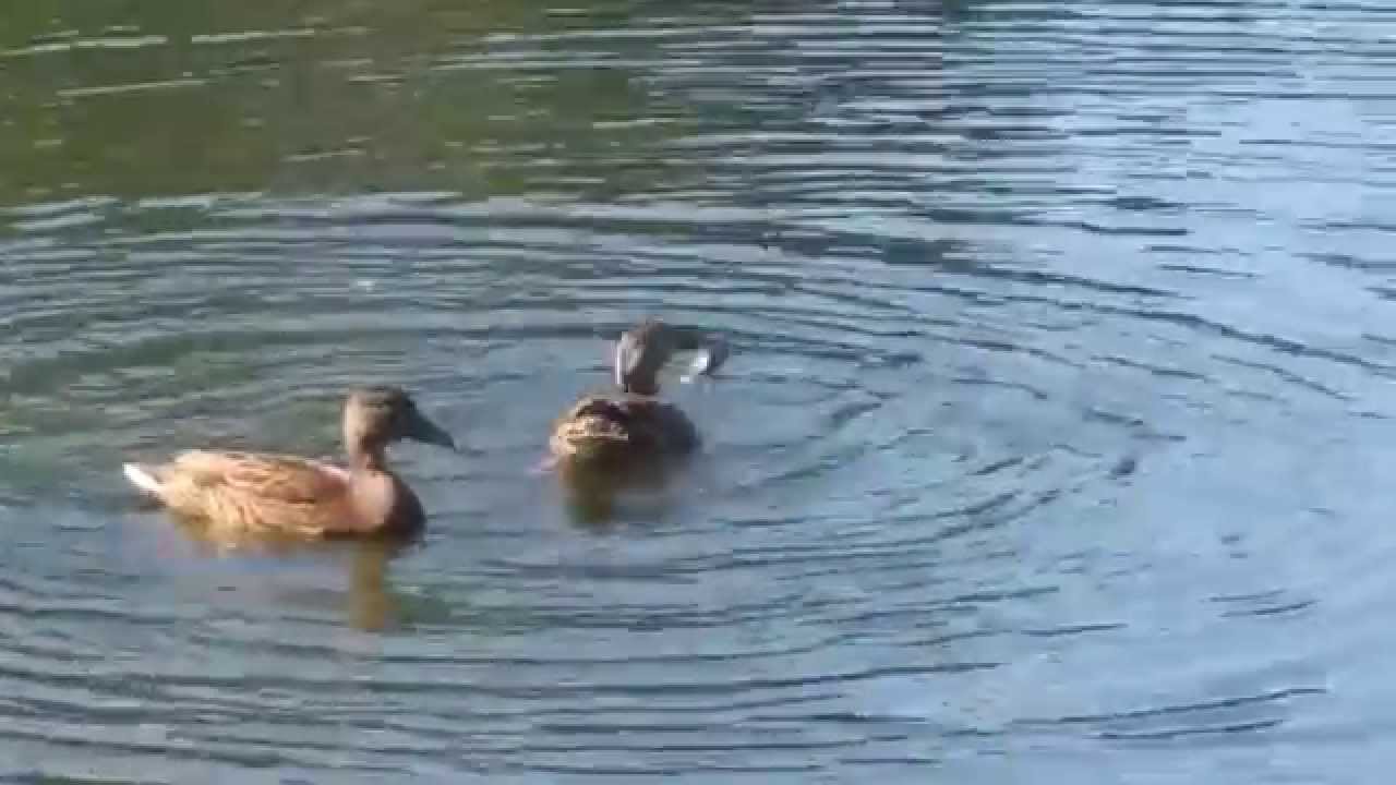 Carnivorous Wood Duck eating a Bullfrog - YouTube