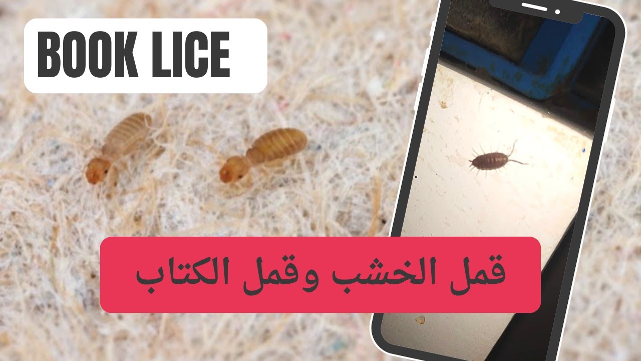 طرق التخلص من قمل الخشب وقمل الكتاب get rid of wood lice and book lice ...