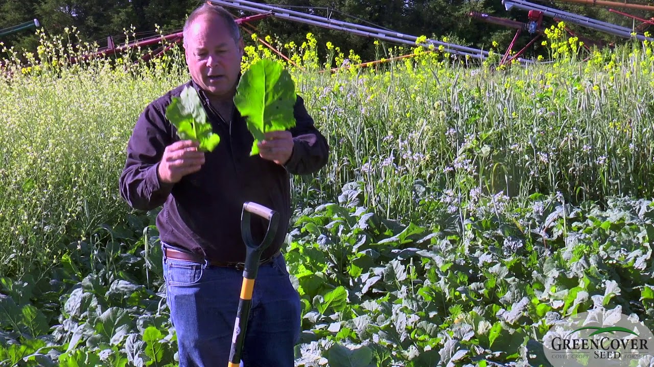 Impact Forage Collard, Trophy Rapeseed, Winter Canola - Test Plots 2019 ...