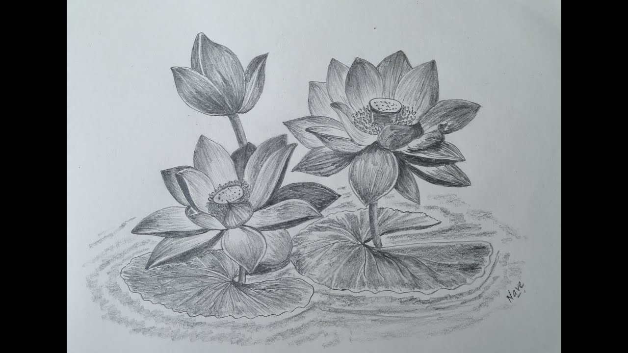 Drawing Lotus Flowers Using Pencil | Indian National Flower | Pencil ...