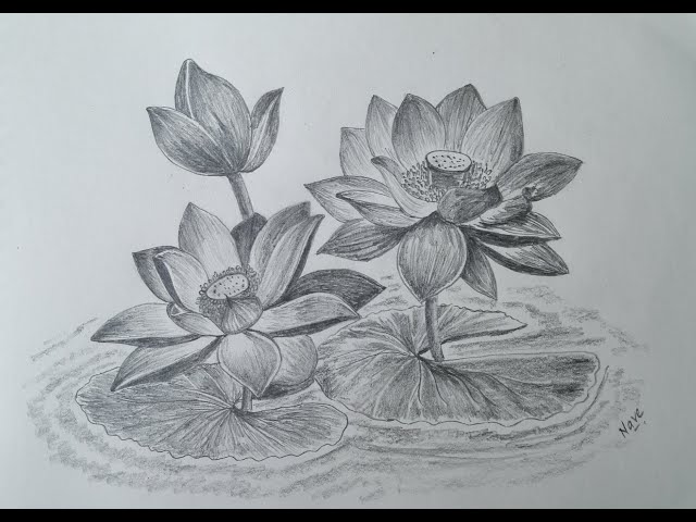 Indian National Flower Drawing