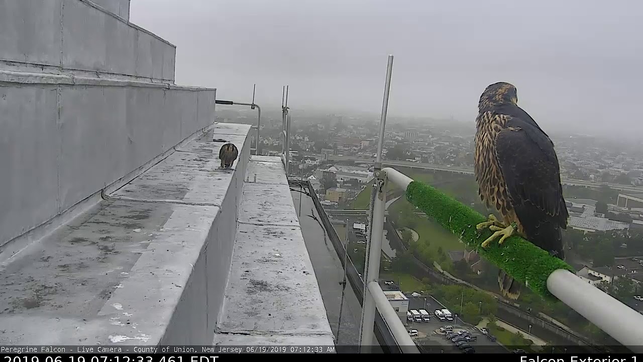 Fledgling Peregrine Falcon Landing - YouTube
