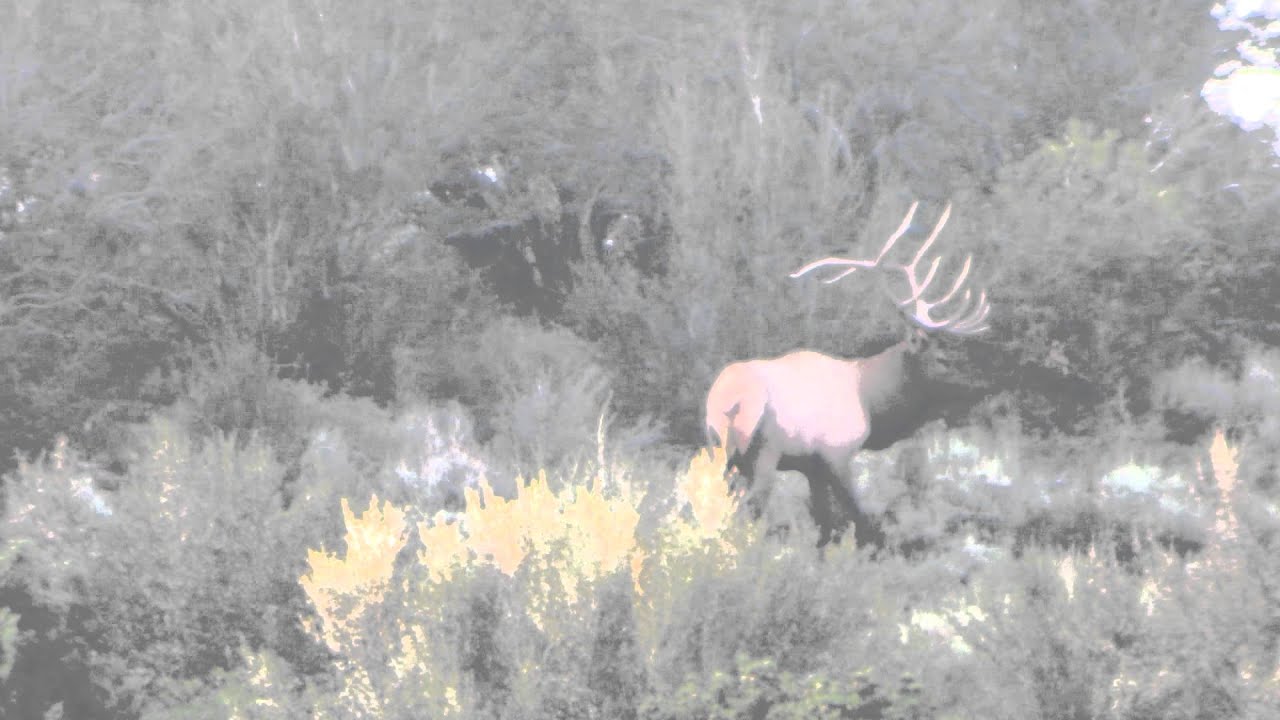 Monster 5 Point Bull Elk; Central Utah - YouTube