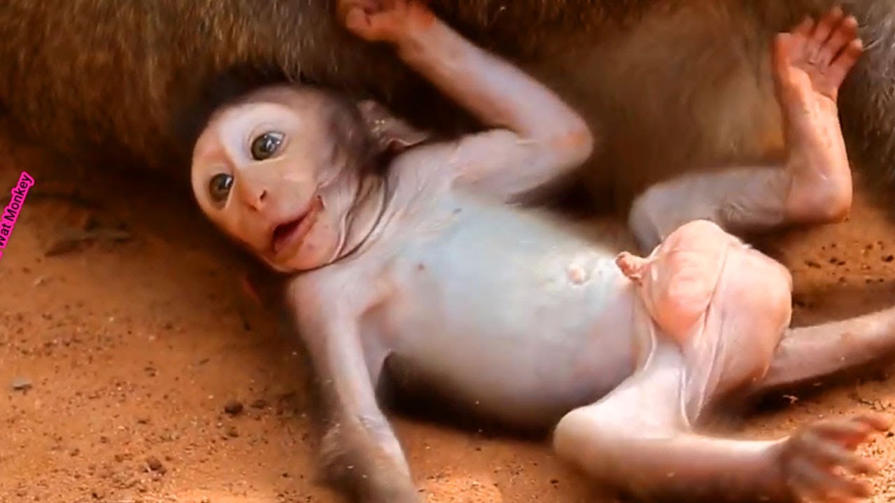 Oops!! Little baby monkey Timo falling upside down next mom - YouTube