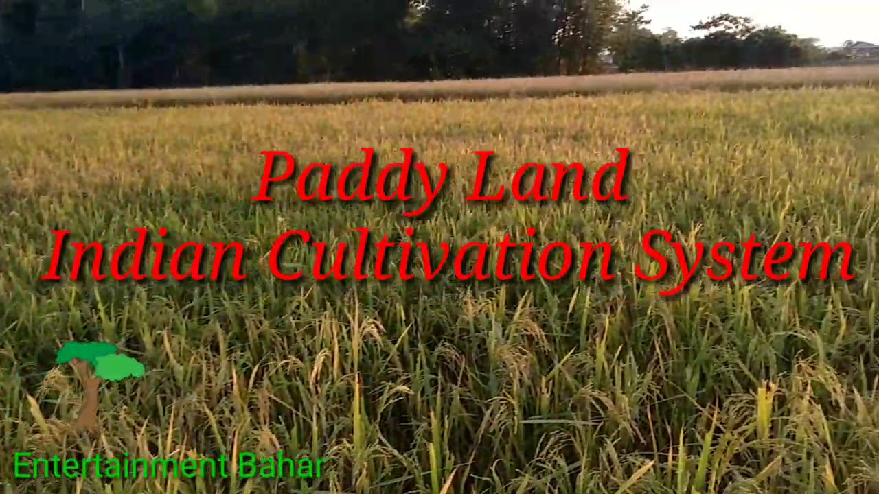 #Paddy_Land #Paddy_Farming #Land_for_Paddy_Farming #Indian_Rice ...