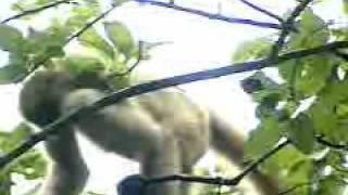 O muriqui, considerado o maior primata das Américas, encanta ...