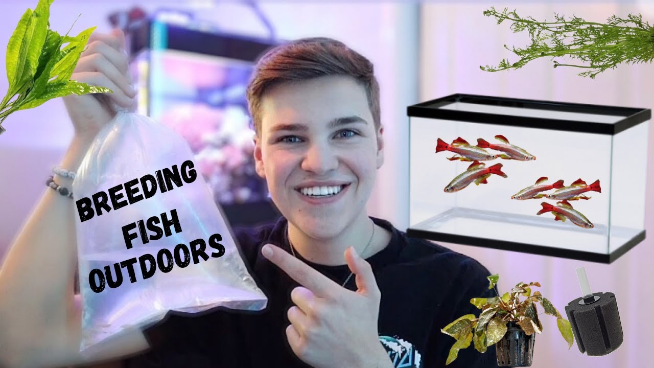 Setting up an *OUTDOOR AQUARIUM* to Breed Fish In Over The Summer - YouTube