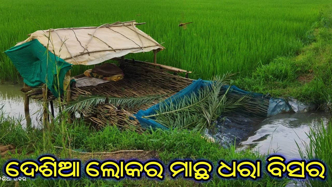 Bisar is the way of fishing of tribal people ଗ୍ରାମାଞ୍ଚଳରେ ପାରମ୍ପରିକ ...