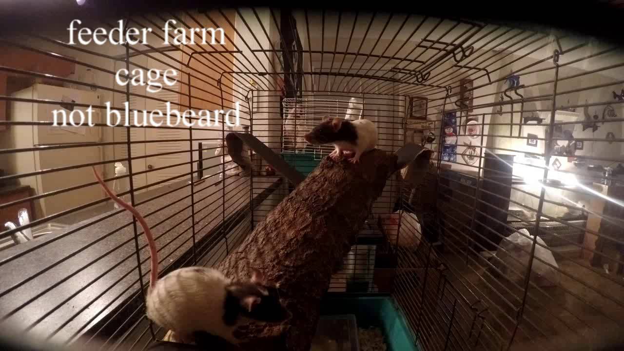 Rat farming in Florida - YouTube