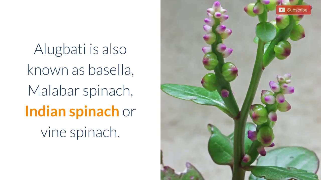 Health Benifits of Alugbati in the philippines - YouTube