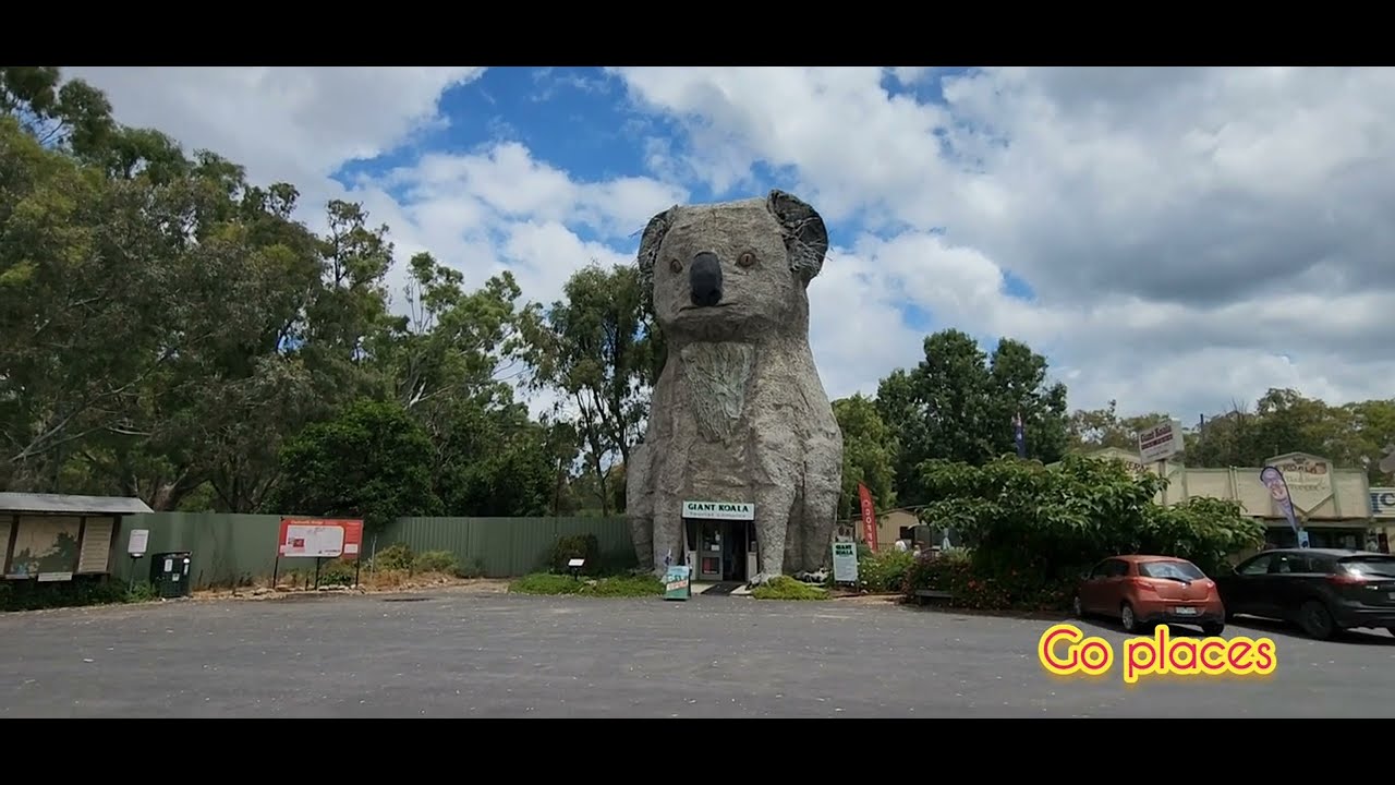 Giant Koala Dadswells Bridge Victoria @goplaces1 - YouTube