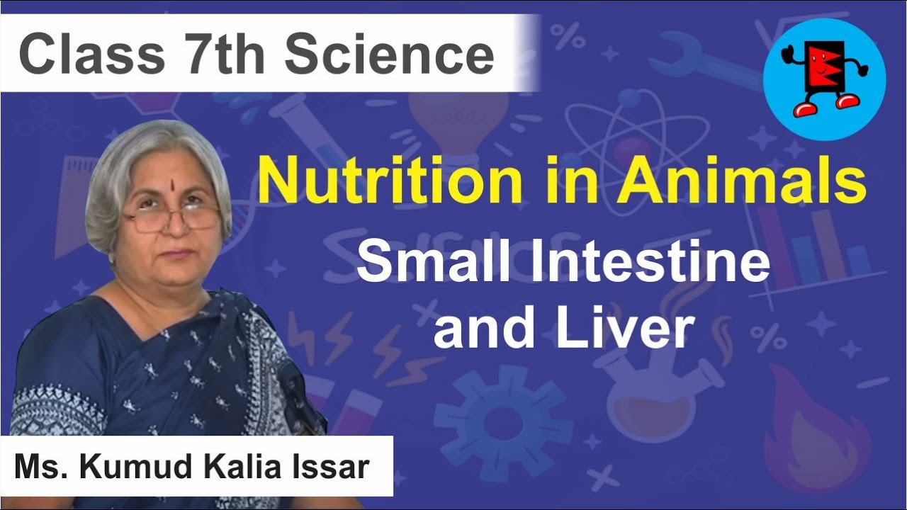 CBSE Class 7 Science Nutrition in Animals Small Intestine and Liver ...