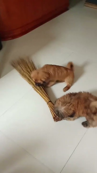 Che pawpaw md potpot Hala sirain ninyo yan walis - YouTube