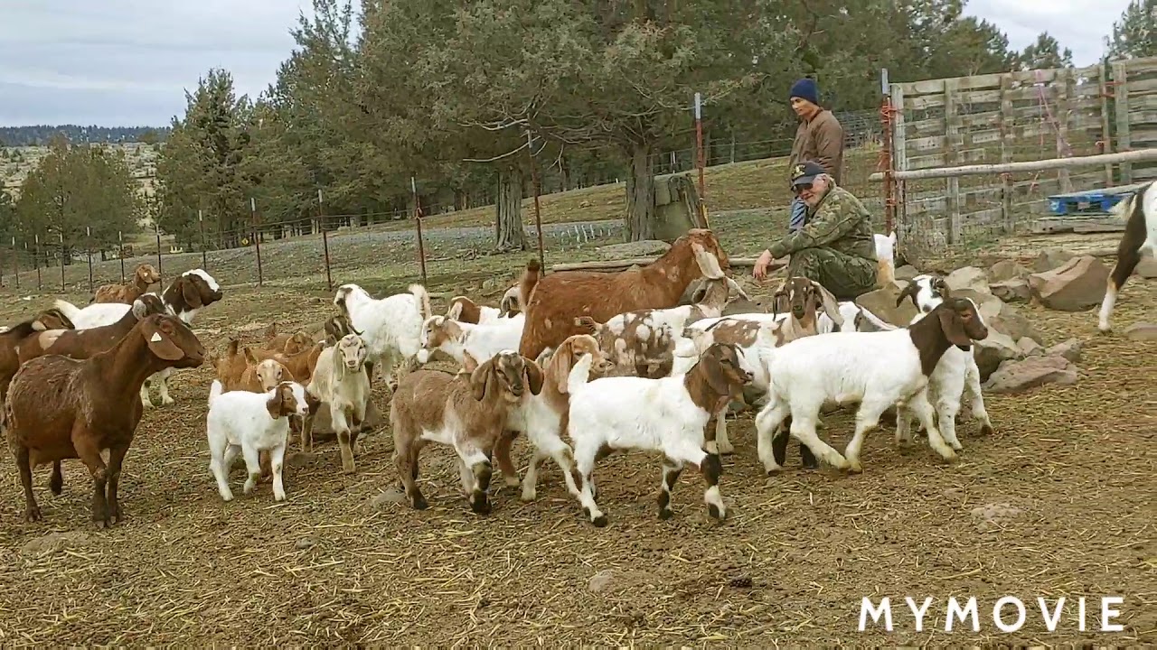 Glimpse of my Sheep Goats Herd - YouTube