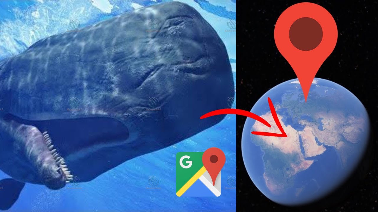 Sperm Whale, Pilot Whale, Killer Whale, Whale Shark, Humpback Whale, Blue Whale on Google Earth ...