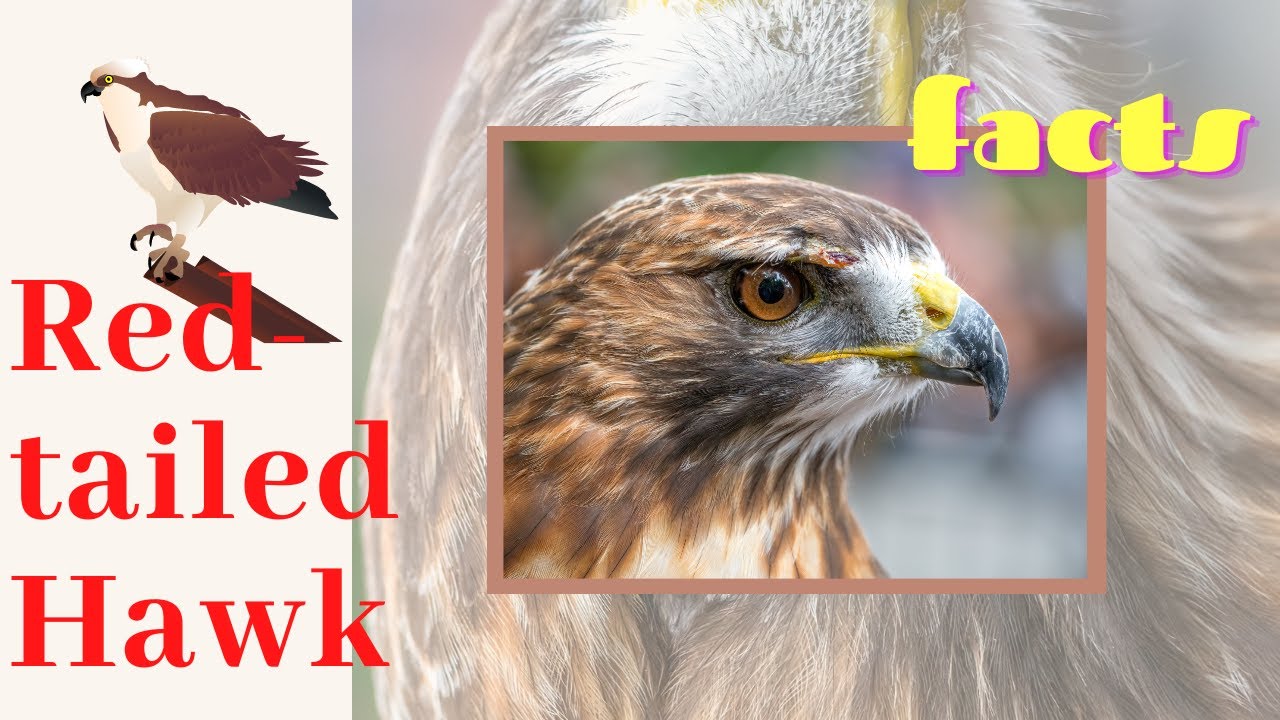 Red Tailed Hawk Facts Red Tailed Hawk Fledglings And Some Sad News