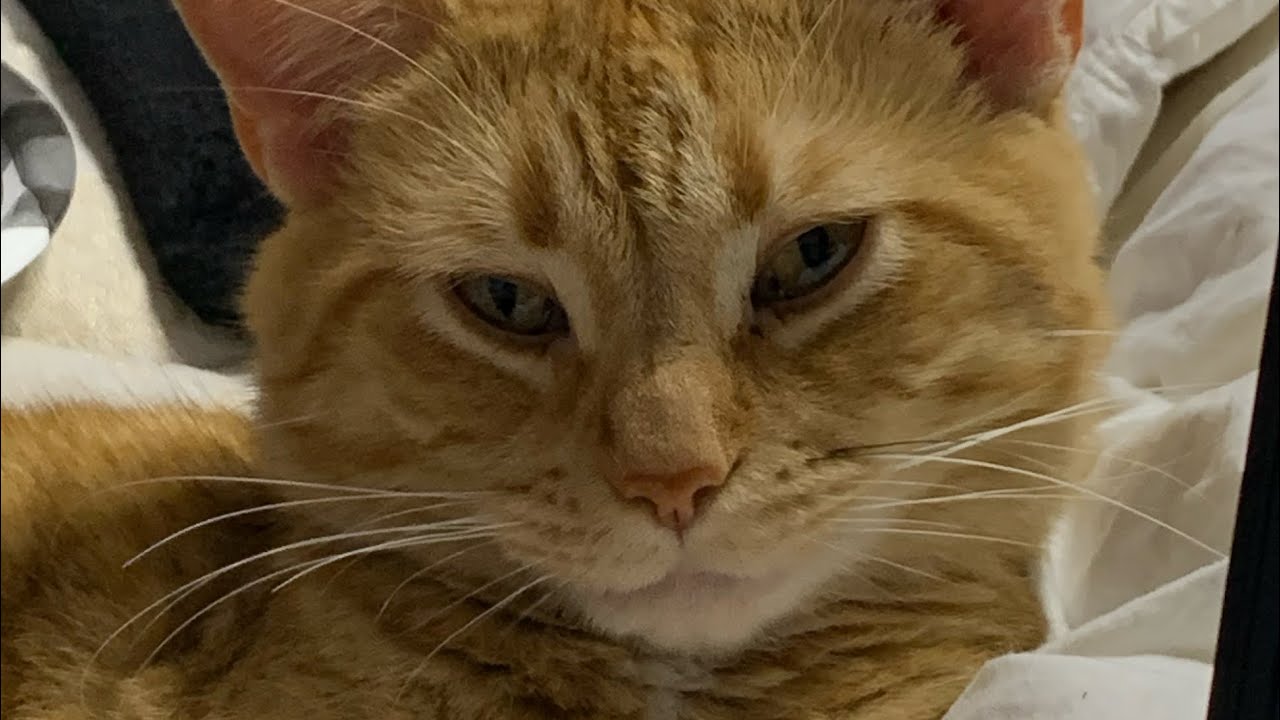 Official Obviate Intro! - YouTube