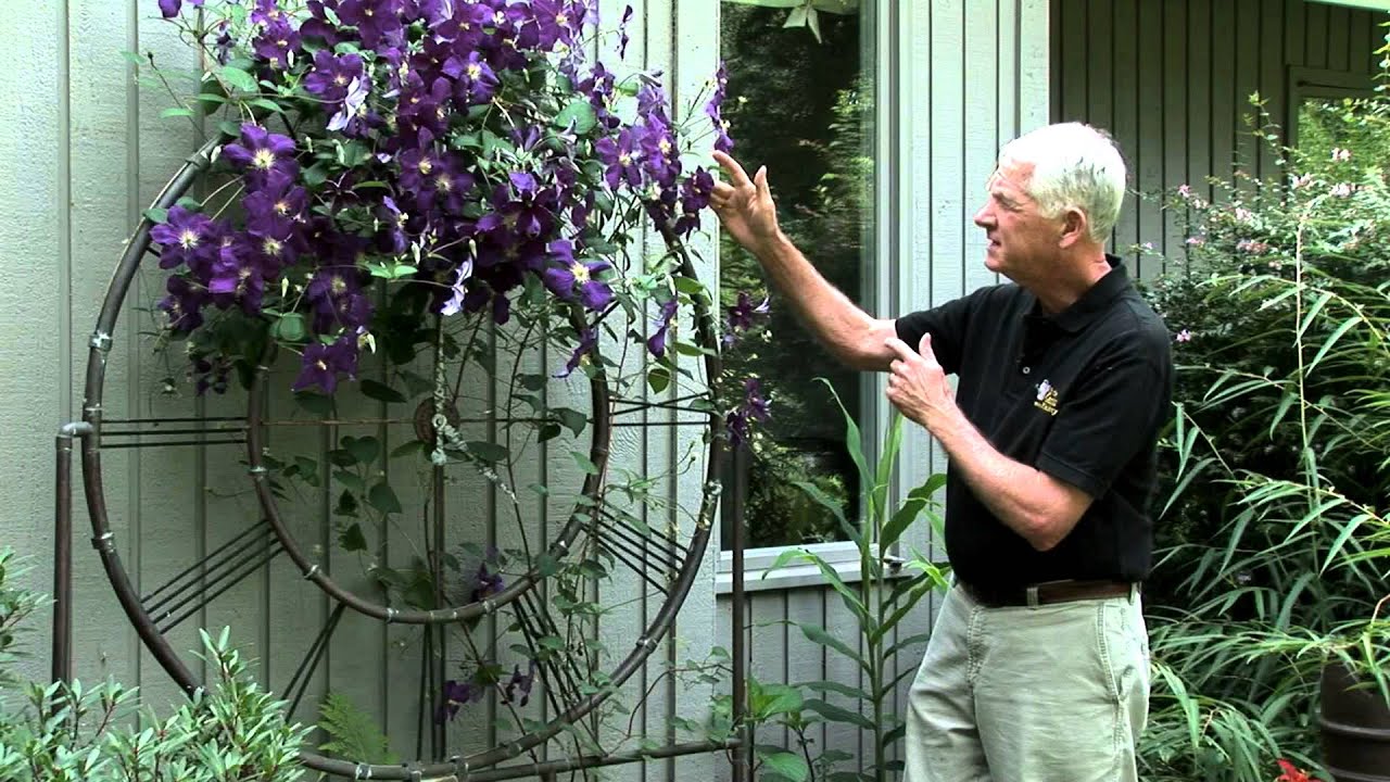 In the Garden with Mike Darcy: Clematis & Vibernum - YouTube