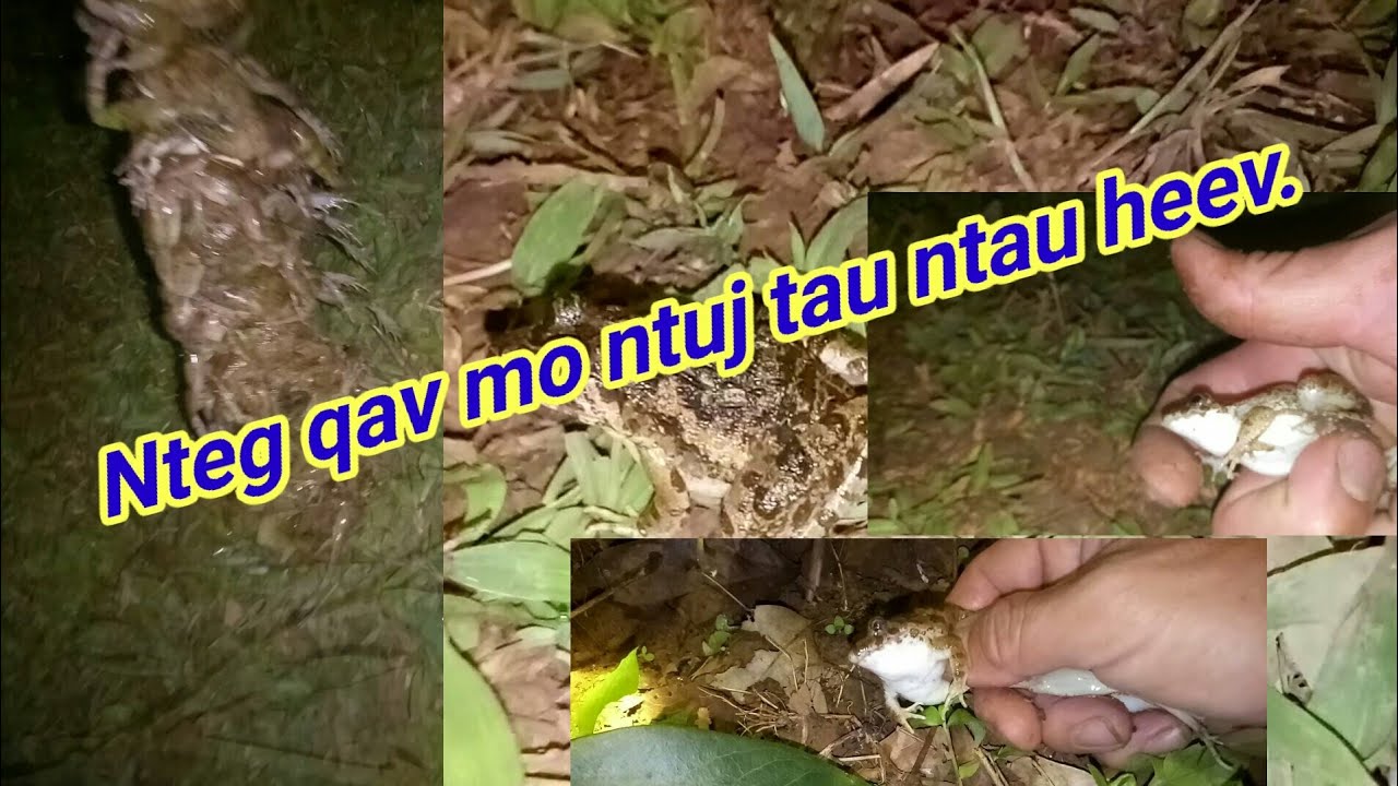 Nteg qav mo ntuj tau heev - YouTube