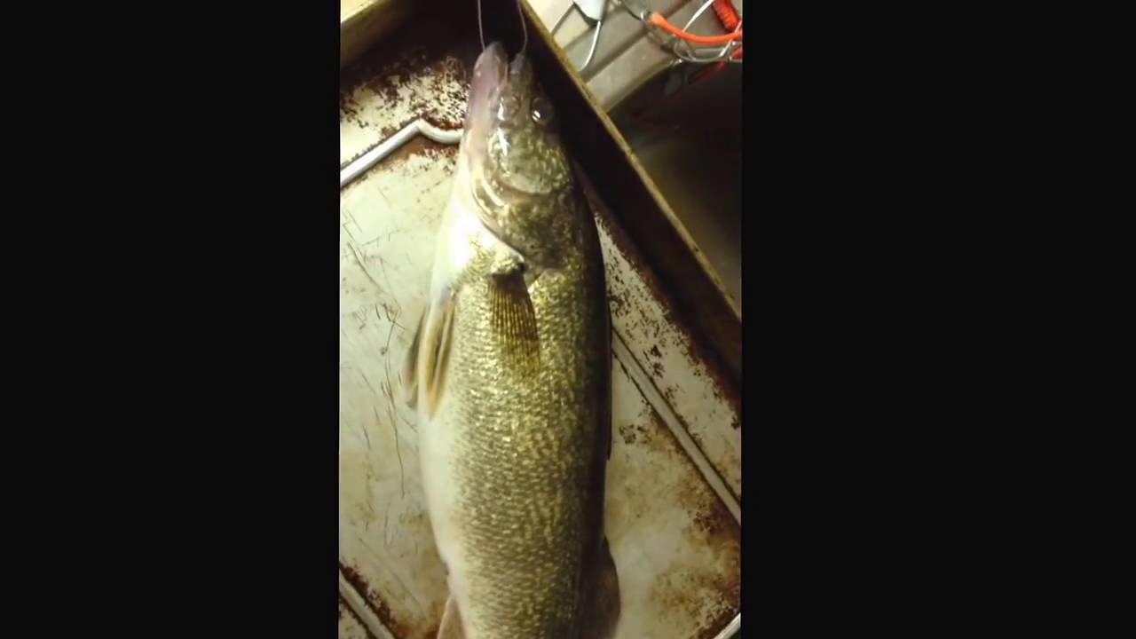 Potomac River Walleye Fishing. 21 inch 3 lb 5 oz Walleye caught. - YouTube