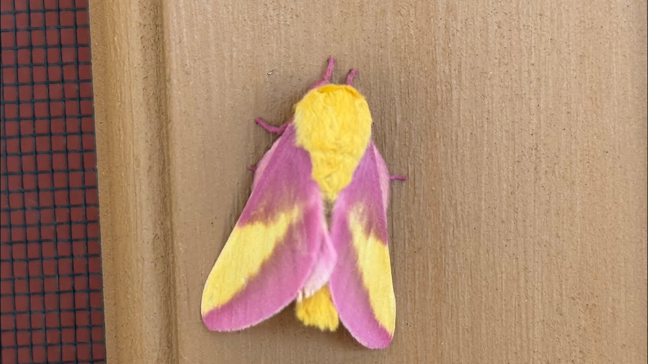 Prettiest Rose Maple Moth Yellow pink I’ve ever seen IRL - YouTube