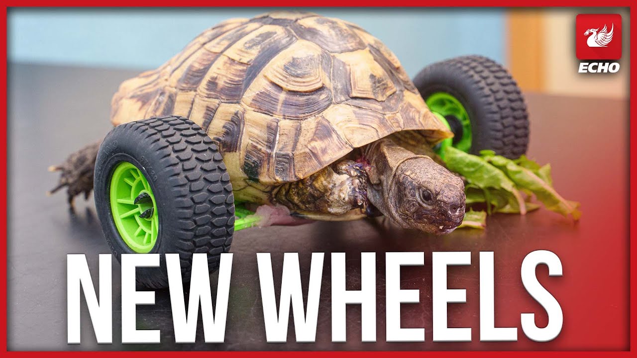 A tortoise gets a new lease of life on wheels after losing his legs ...