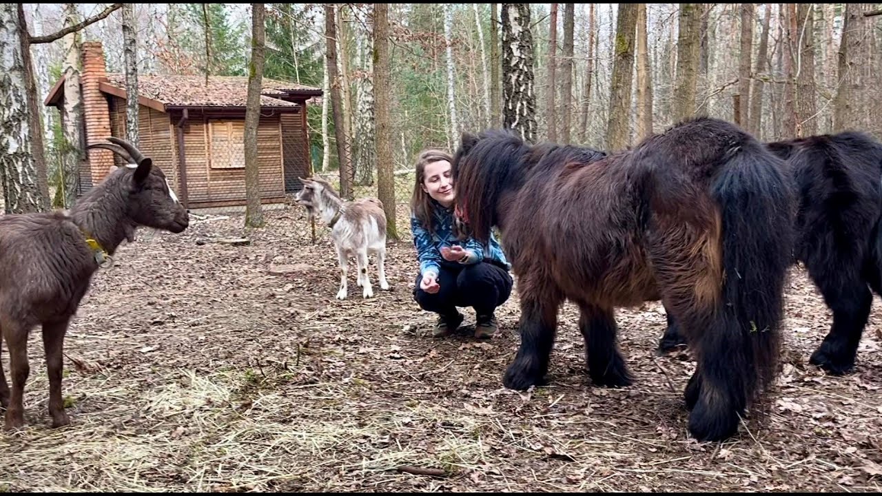 Gapcio i Paszczak w nowym domu - YouTube