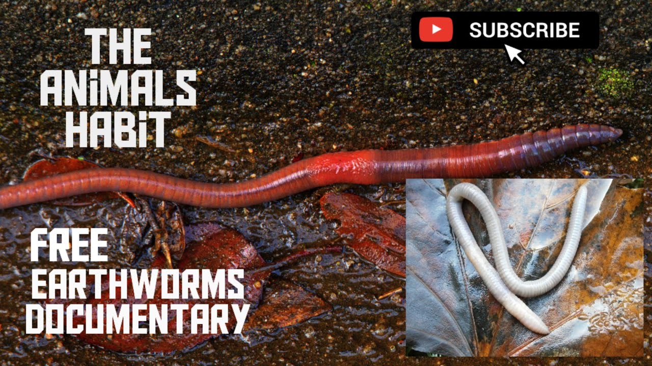 earthworms documentary(@theanimalshabit ) - YouTube