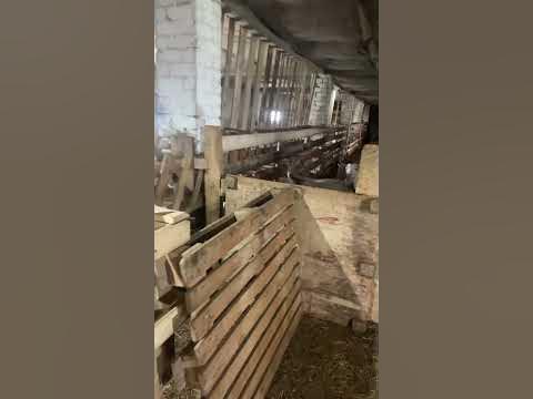 Дойка коз #козийсыр #козы #ферма #молоко #здоровоепитание - YouTube