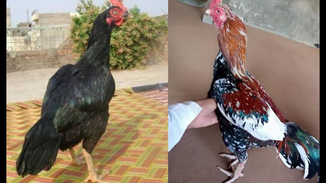 Black begam Aseel hen with 6 chicks 🐣 | Cheena Aseel murga #birdstown ...