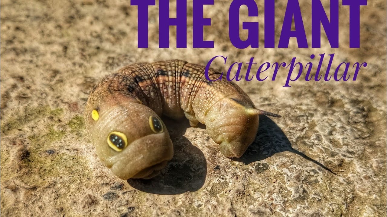 The giant Caterpillar | Gigante - YouTube