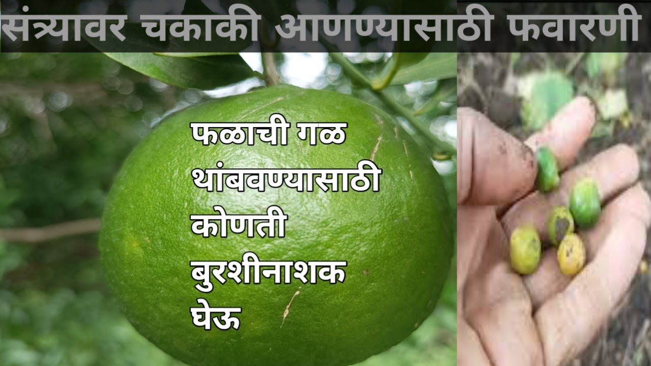 citrus fruits drops ? Best Fungicide / santra phalgal / Citrus Fruit ...